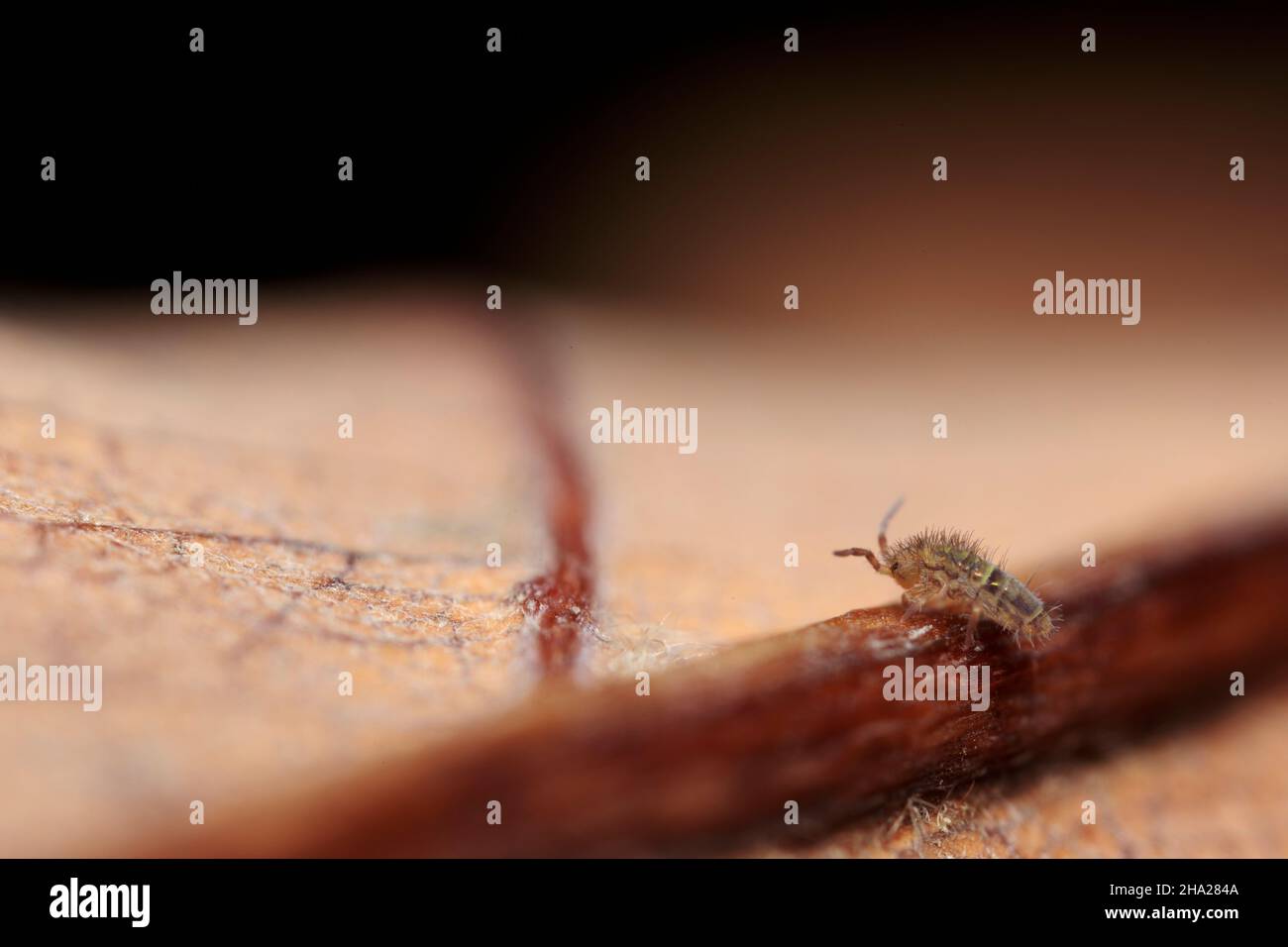 Globular springtail Dicyrtomina ornata or fusca in very close view ...
