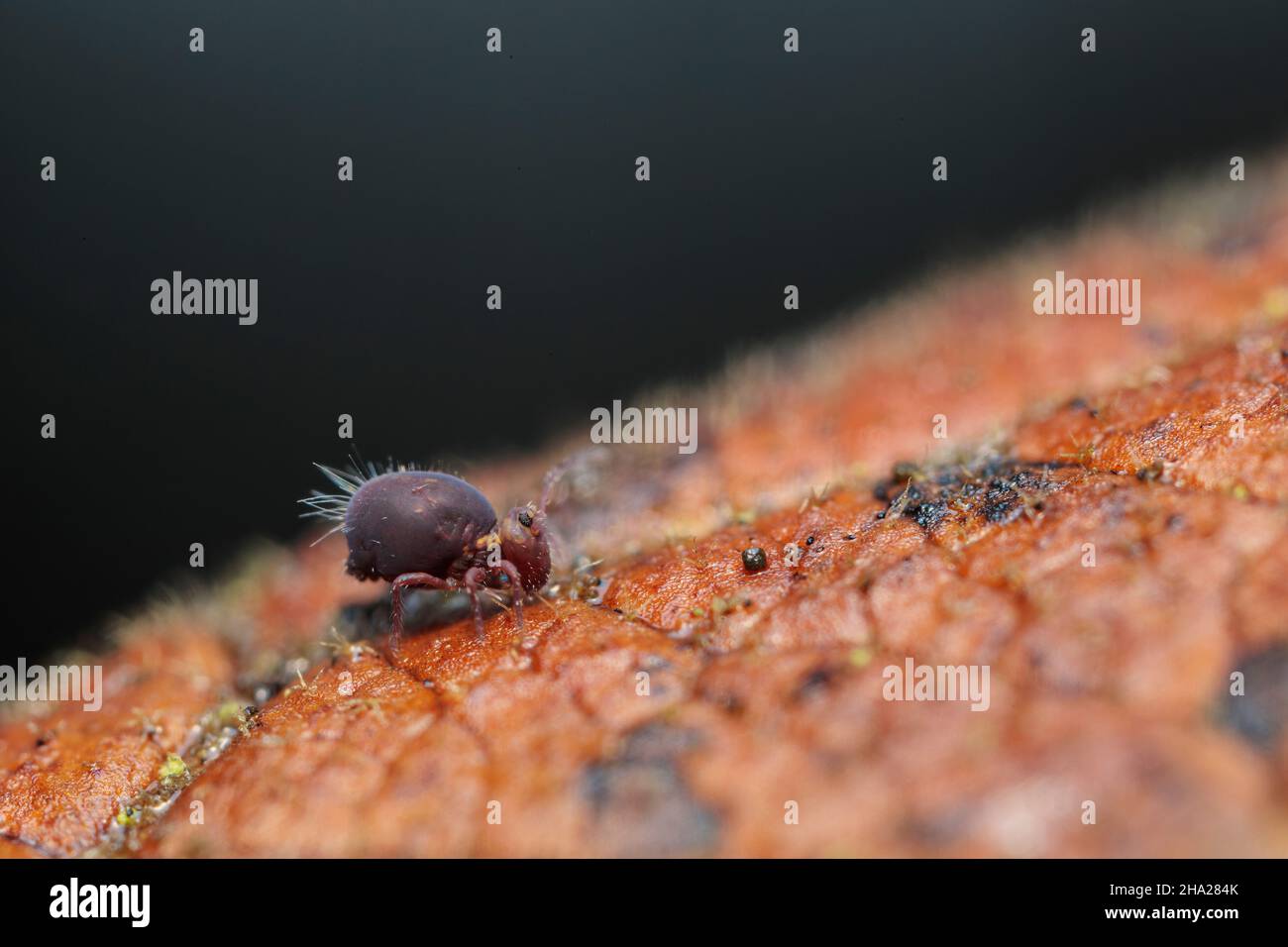 Globular springtail Dicyrtomina ornata or fusca in very close view ...