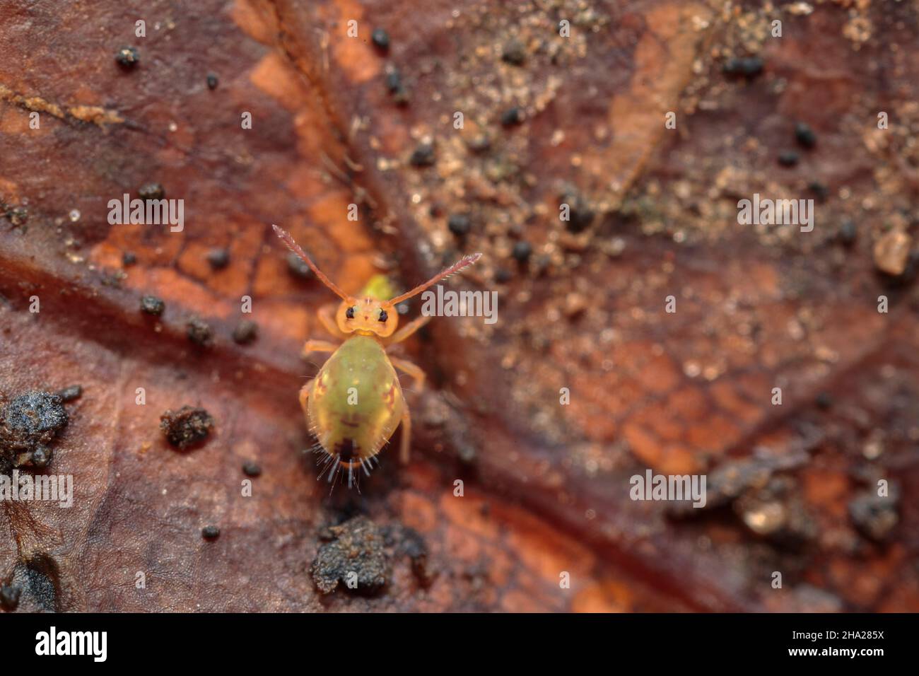 Globular springtail Dicyrtomina ornata or fusca in very close view ...