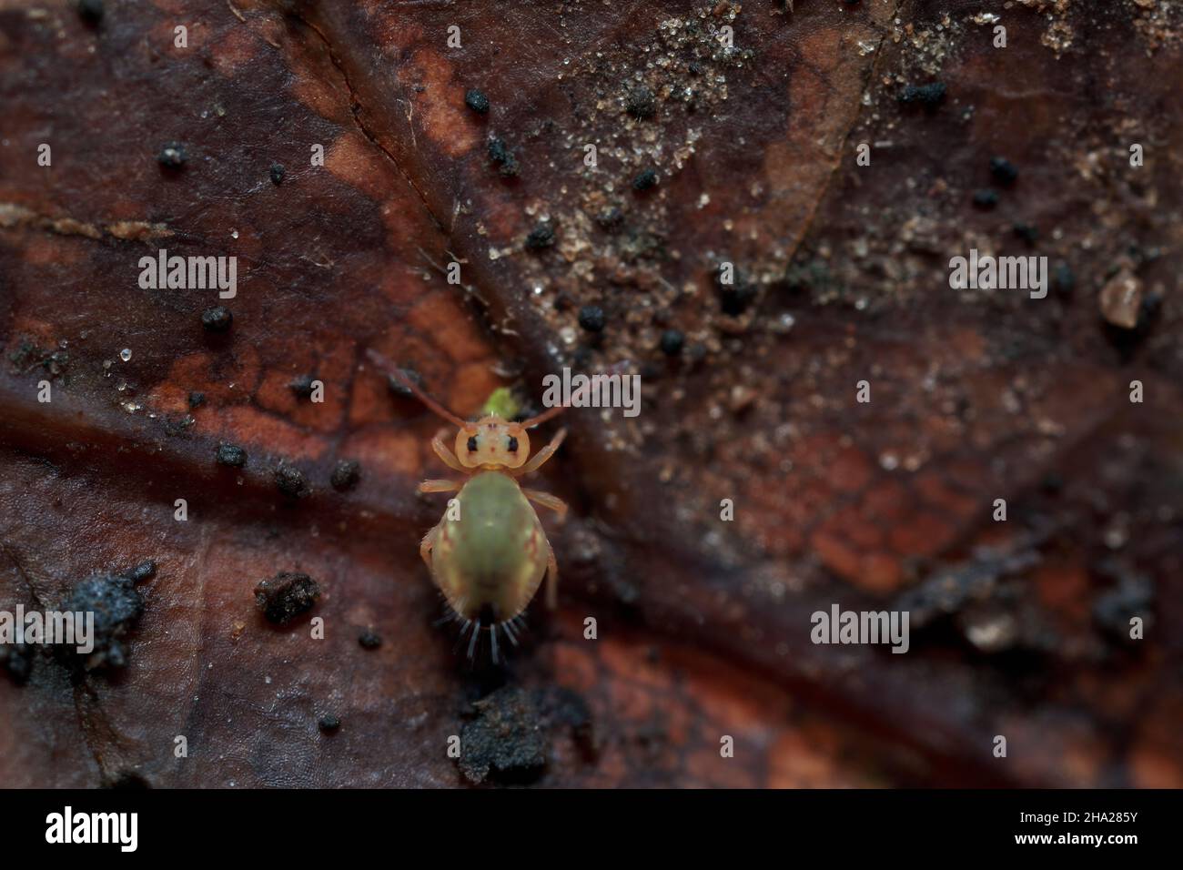 Globular springtail Dicyrtomina ornata or fusca in very close view ...