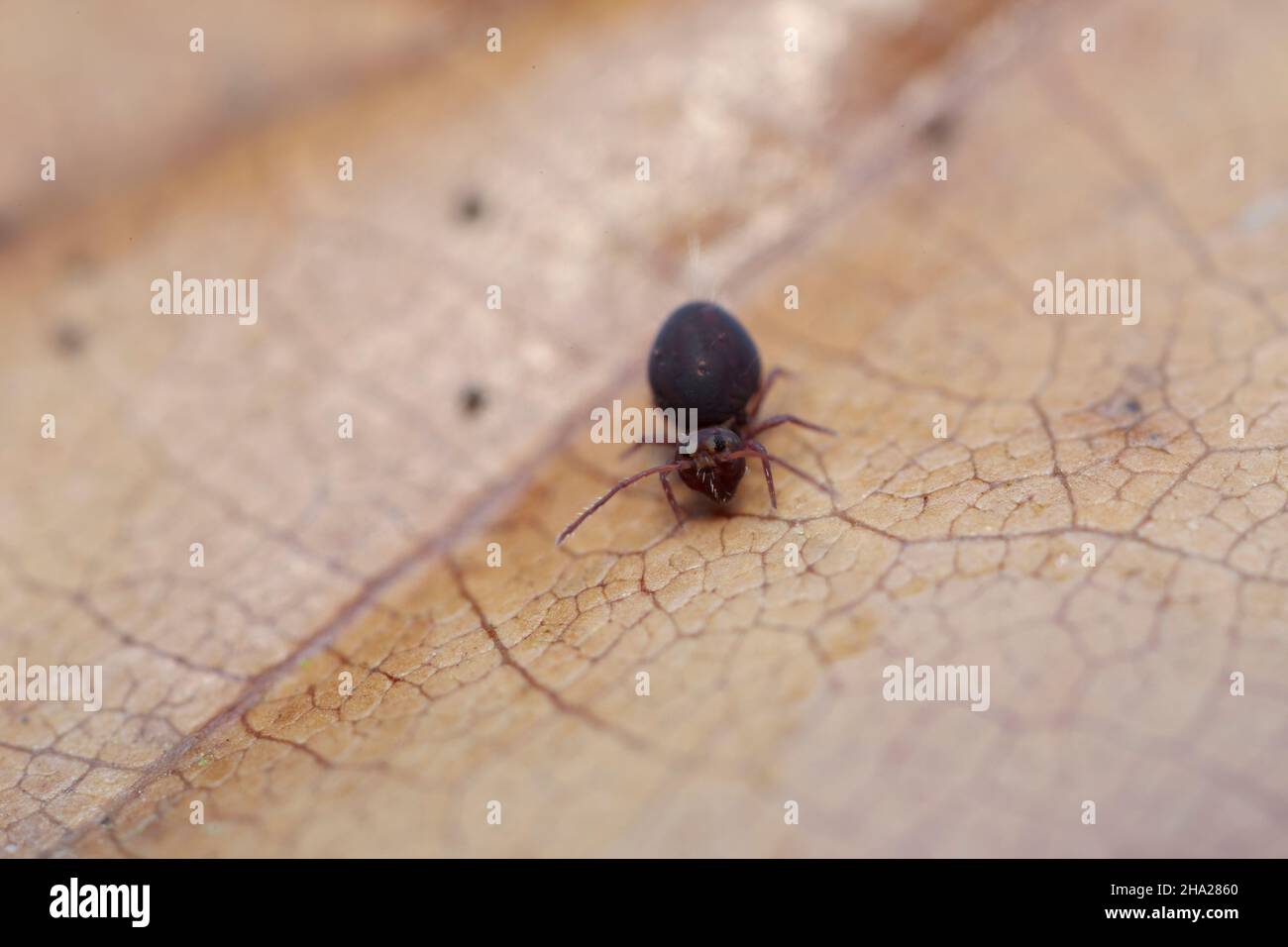 Globular springtail Dicyrtomina ornata or fusca in very close view ...