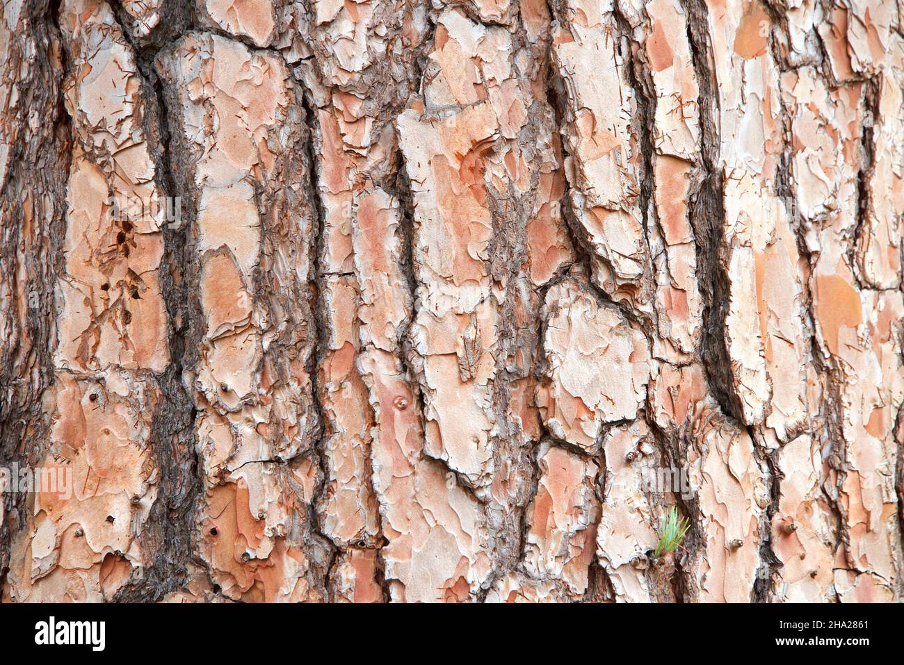 Close up of texture on trunk of a Ponderosa Pine tree in California ...