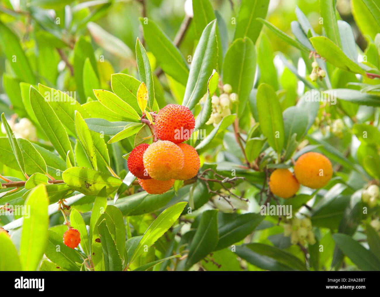 Portuguese cachaca hi-res stock photography and images - Alamy