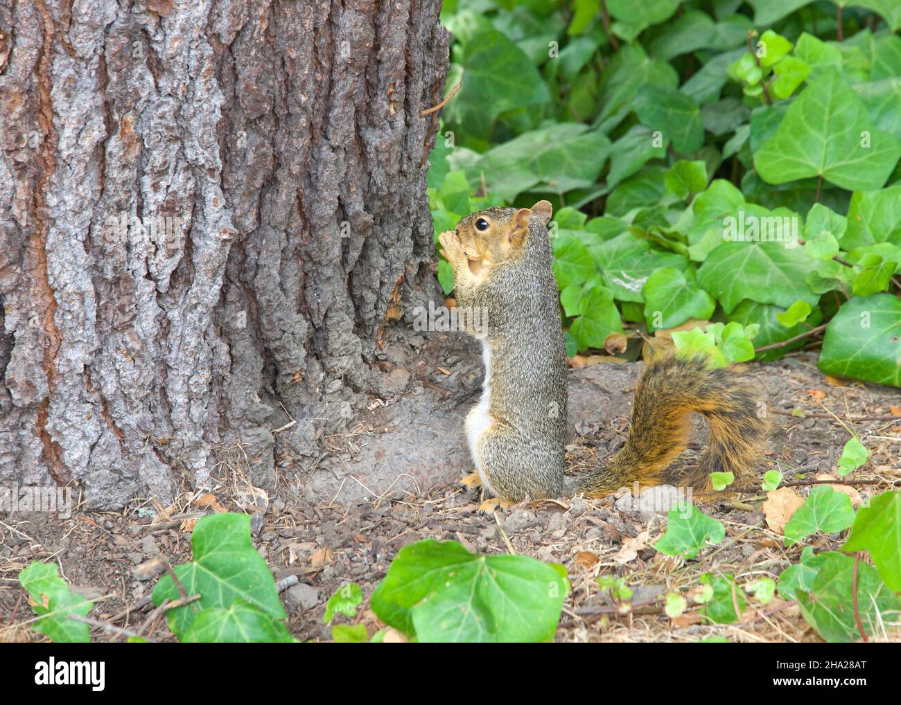One squirrel holding a whole peanuts next to an Oak tree surrounded by ...