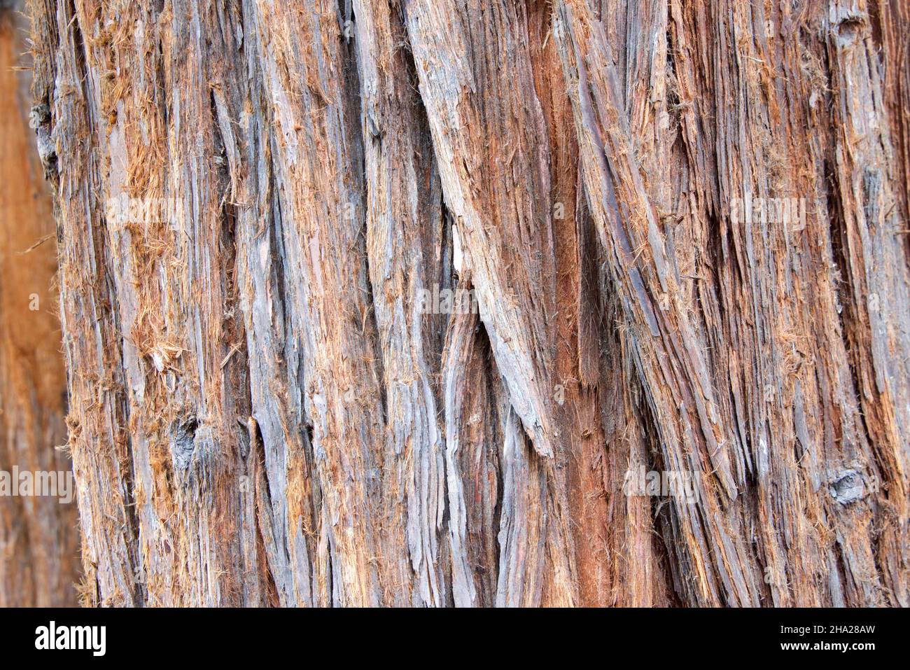 Close up background of Coastal Redwood, Sequoia sempervirens, tree bark ...