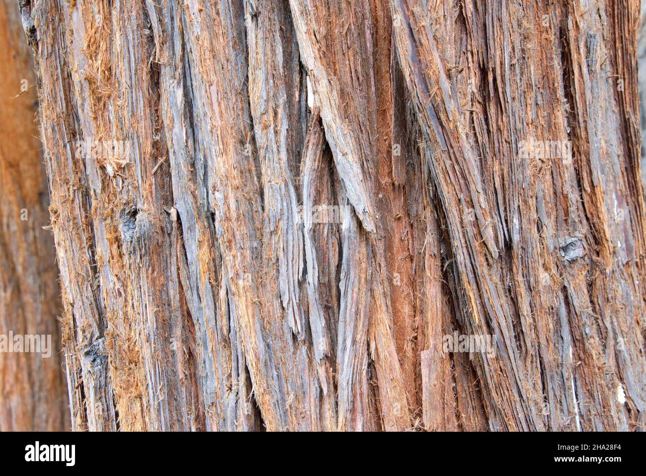 Close up background of Coastal Redwood, Sequoia sempervirens, tree bark ...