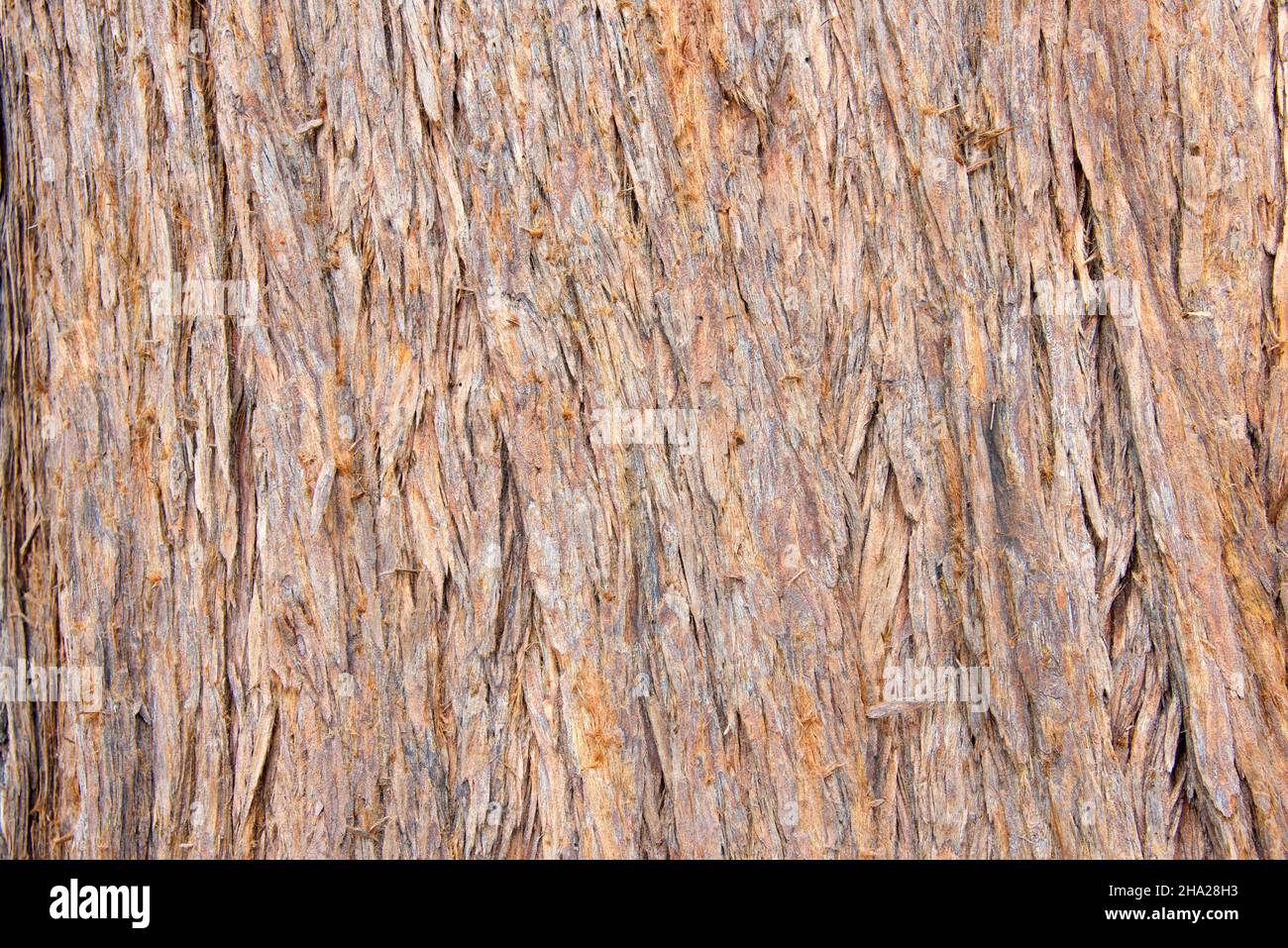 Close up background of Oak tree bark Stock Photo - Alamy