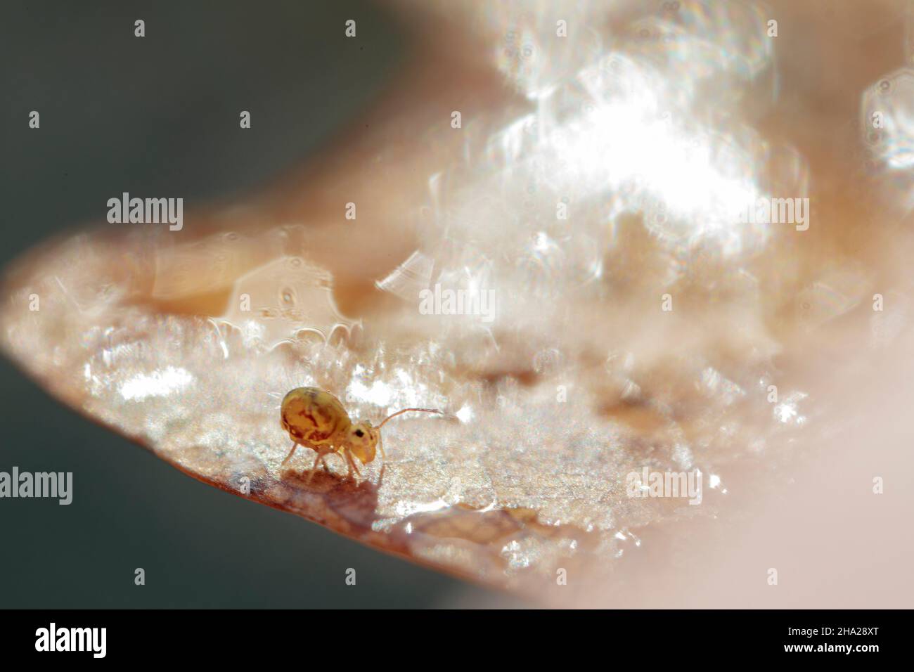 Globular springtail Dicyrtomina ornata or fusca in very close view ...