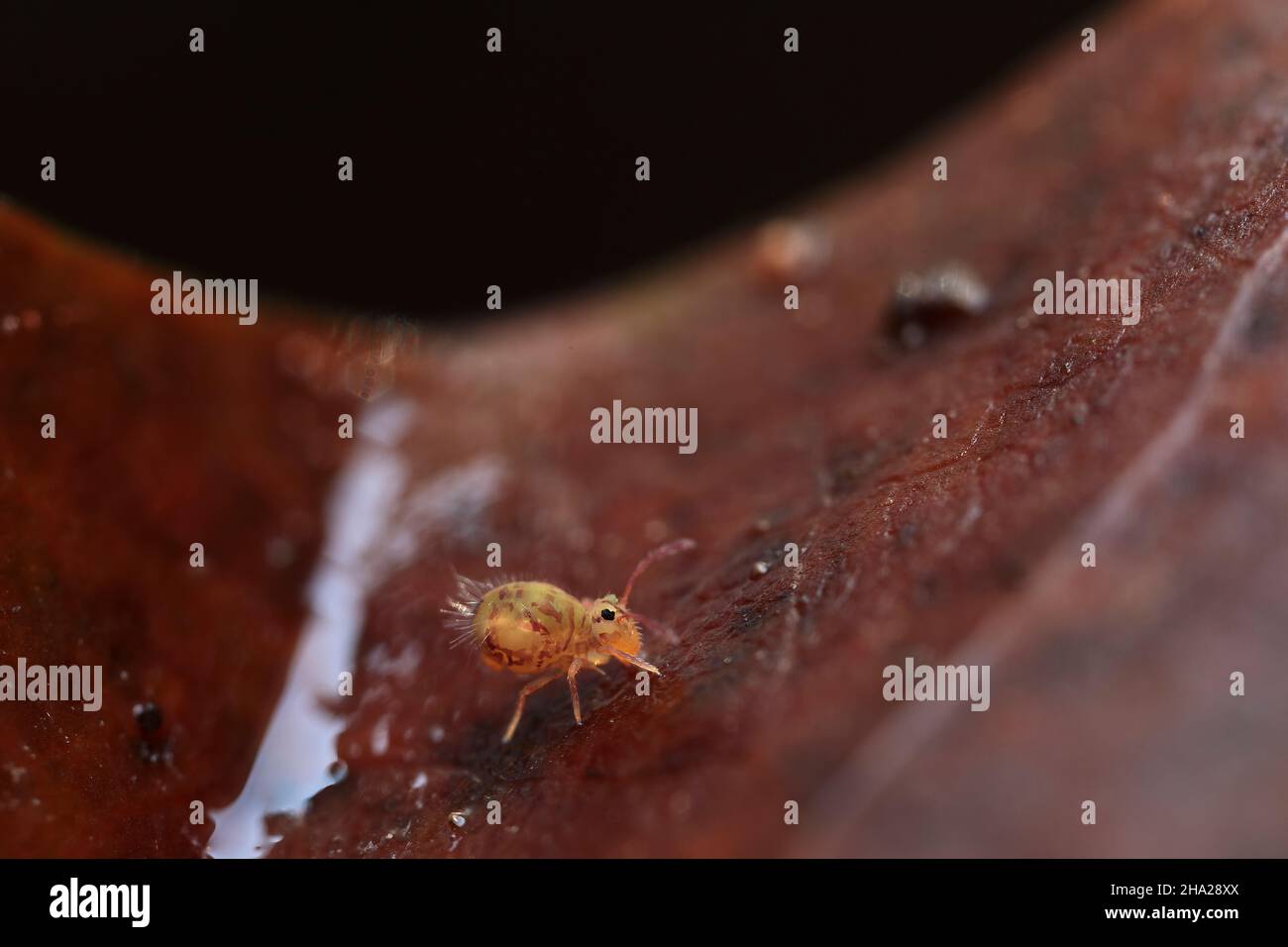 Globular springtail Dicyrtomina ornata or fusca in very close view ...