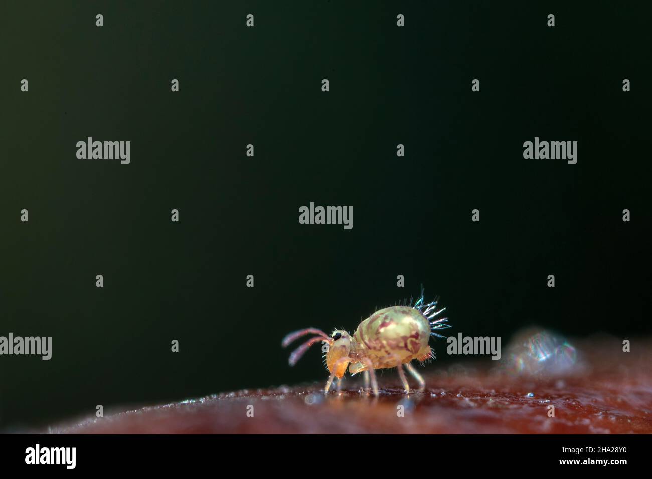 Globular springtail Dicyrtomina ornata or fusca in very close view ...