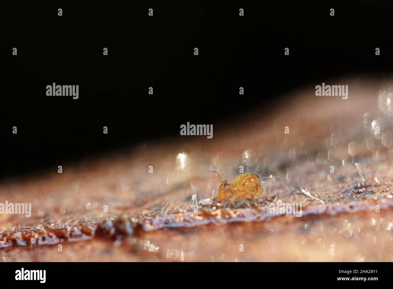 Globular springtail Dicyrtomina ornata or fusca in very close view ...