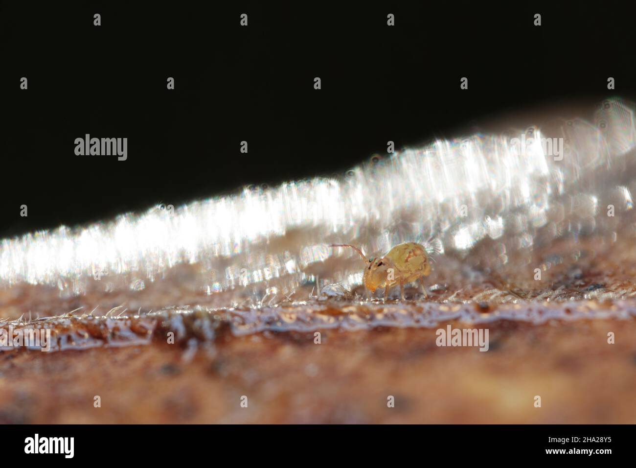 Globular springtail Dicyrtomina ornata or fusca in very close view ...