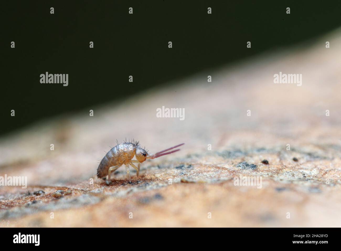 Globular springtail Dicyrtomina ornata or fusca in very close view ...
