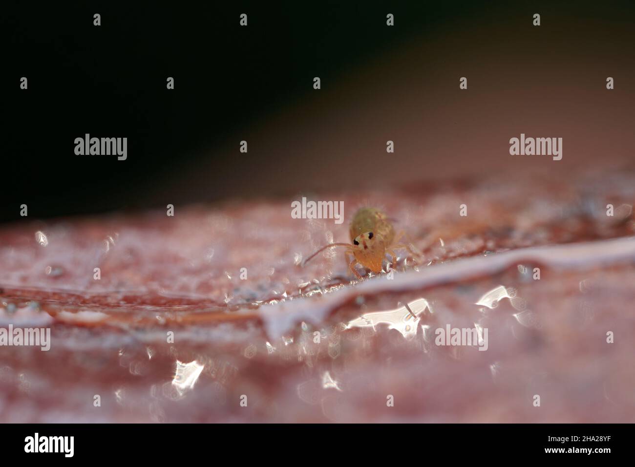 Globular springtail Dicyrtomina ornata or fusca in very close view ...