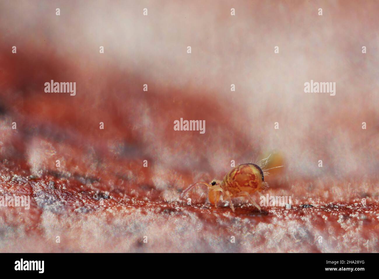 Globular springtail Dicyrtomina ornata or fusca in very close view ...