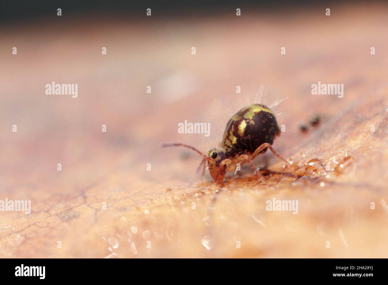 Globular springtail Dicyrtomina ornata or fusca in very close view ...