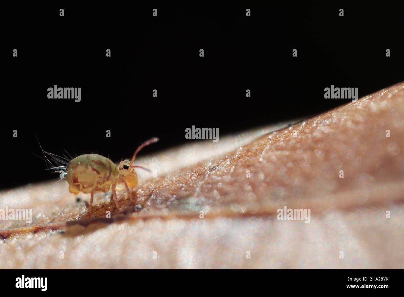 Globular springtail Dicyrtomina ornata or fusca in very close view ...