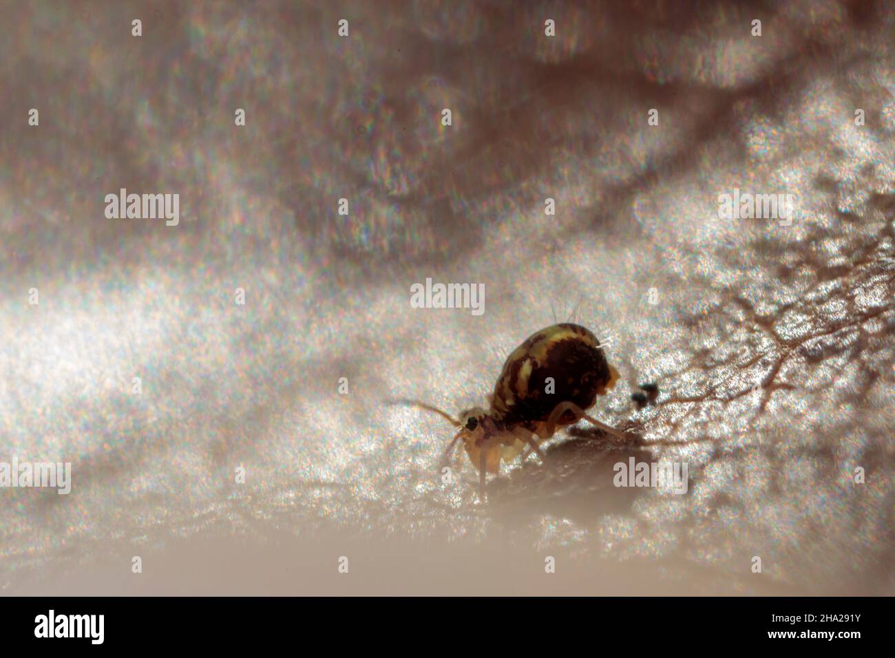Globular springtail Dicyrtomina ornata or fusca in very close view ...