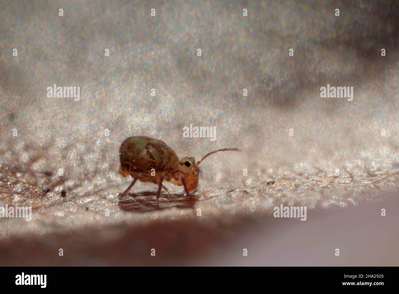 Globular springtail Dicyrtomina ornata or fusca in very close view ...