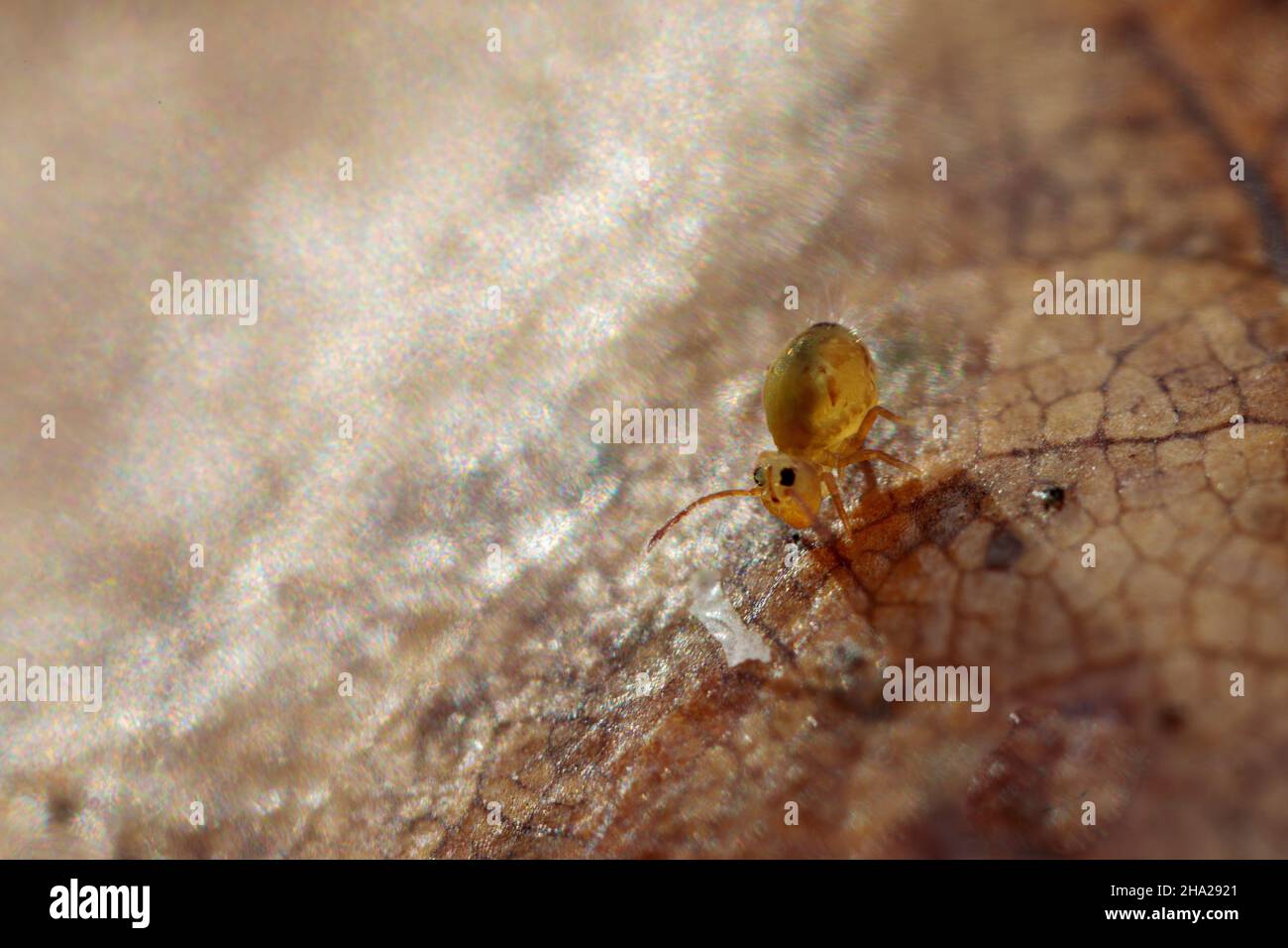 Globular springtail Dicyrtomina ornata or fusca in very close view ...