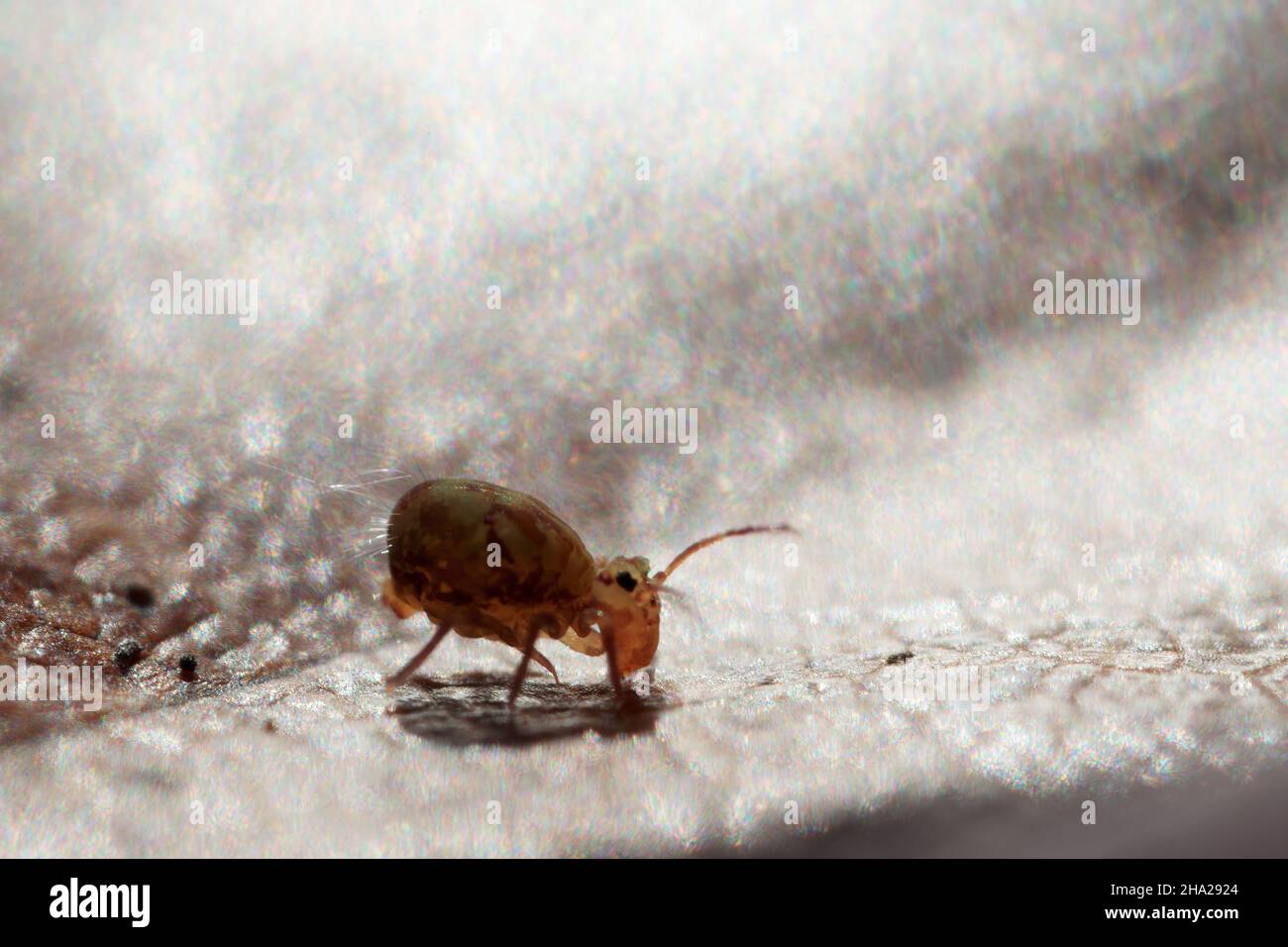 Springtail insect hi-res stock photography and images - Alamy