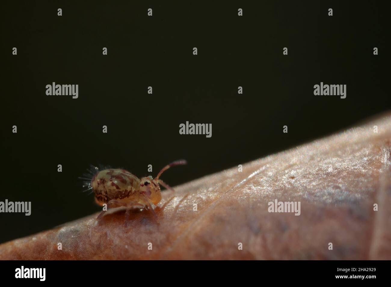 Springtail soil hi-res stock photography and images - Alamy