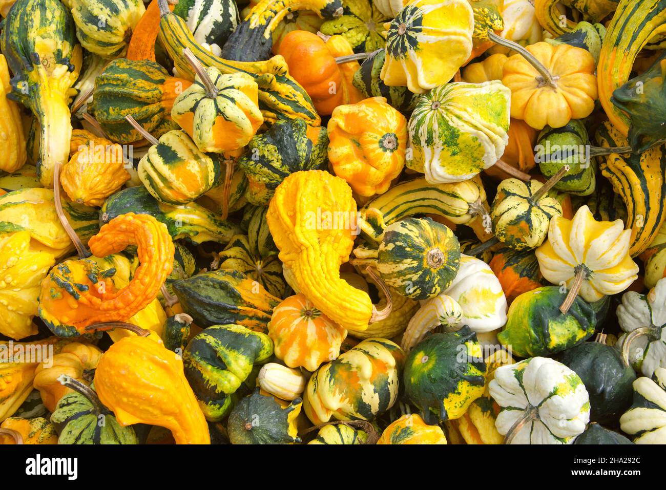 Top view flat lay of many shapes and sizes autumn gourds in various ...
