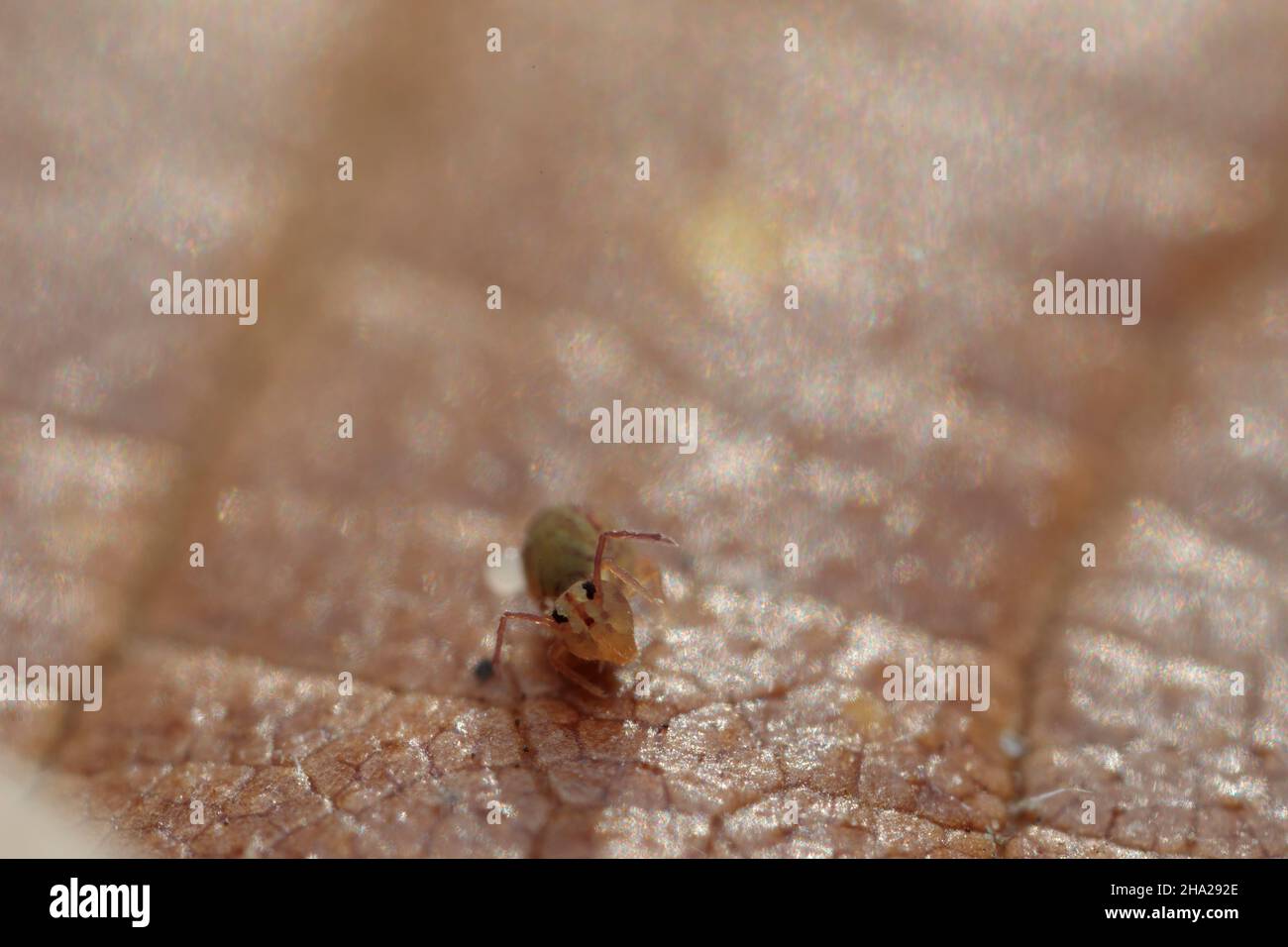 Globular springtail Dicyrtomina ornata or fusca in very close view ...
