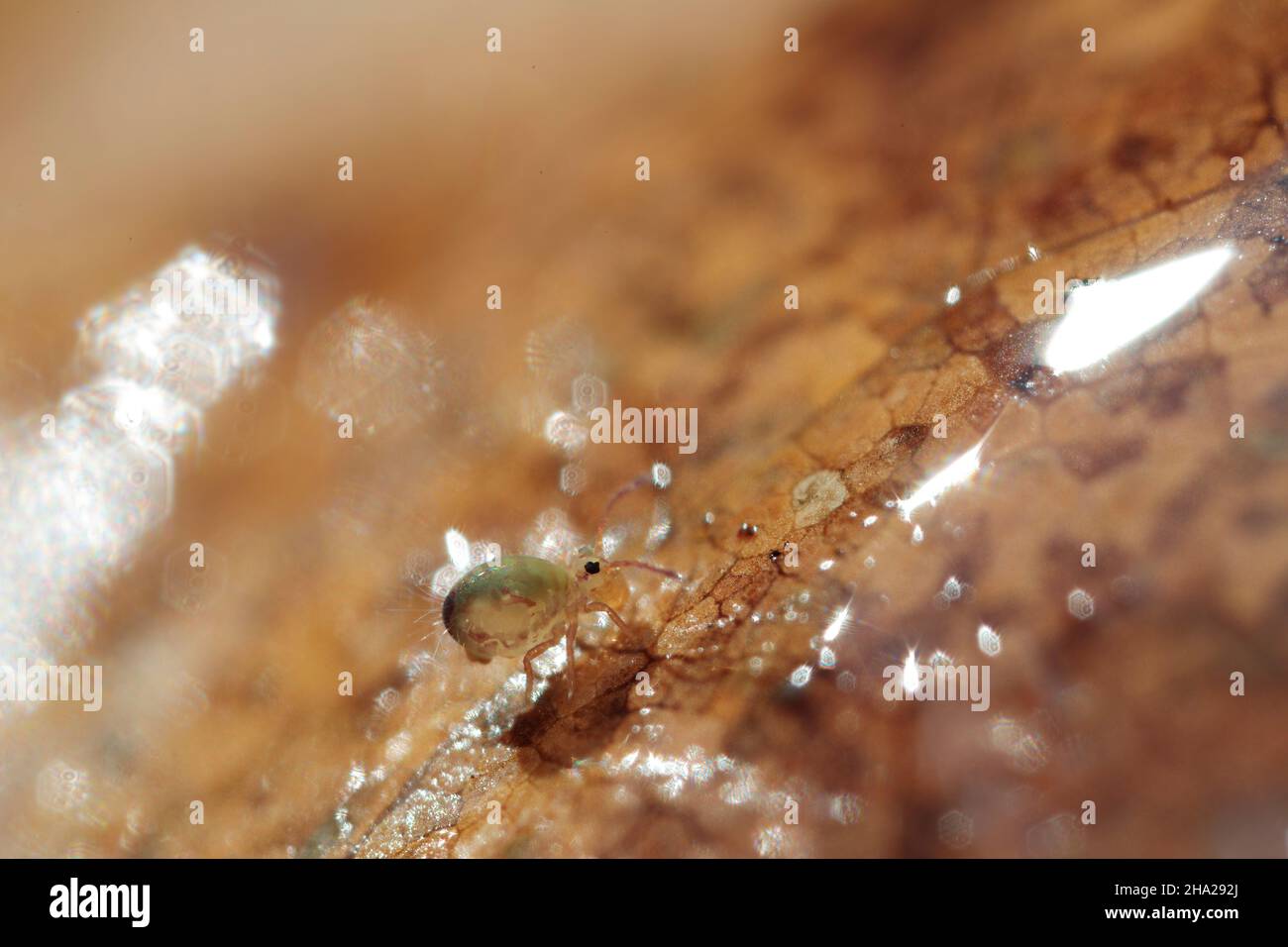 Globular springtail Dicyrtomina ornata or fusca in very close view ...