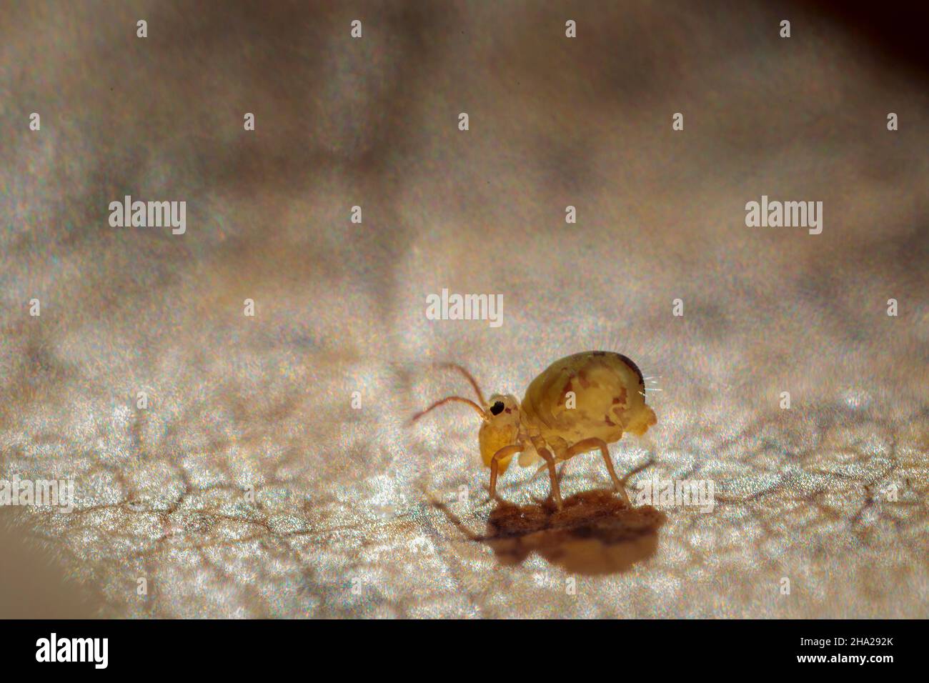 Globular springtail Dicyrtomina ornata or fusca in very close view ...