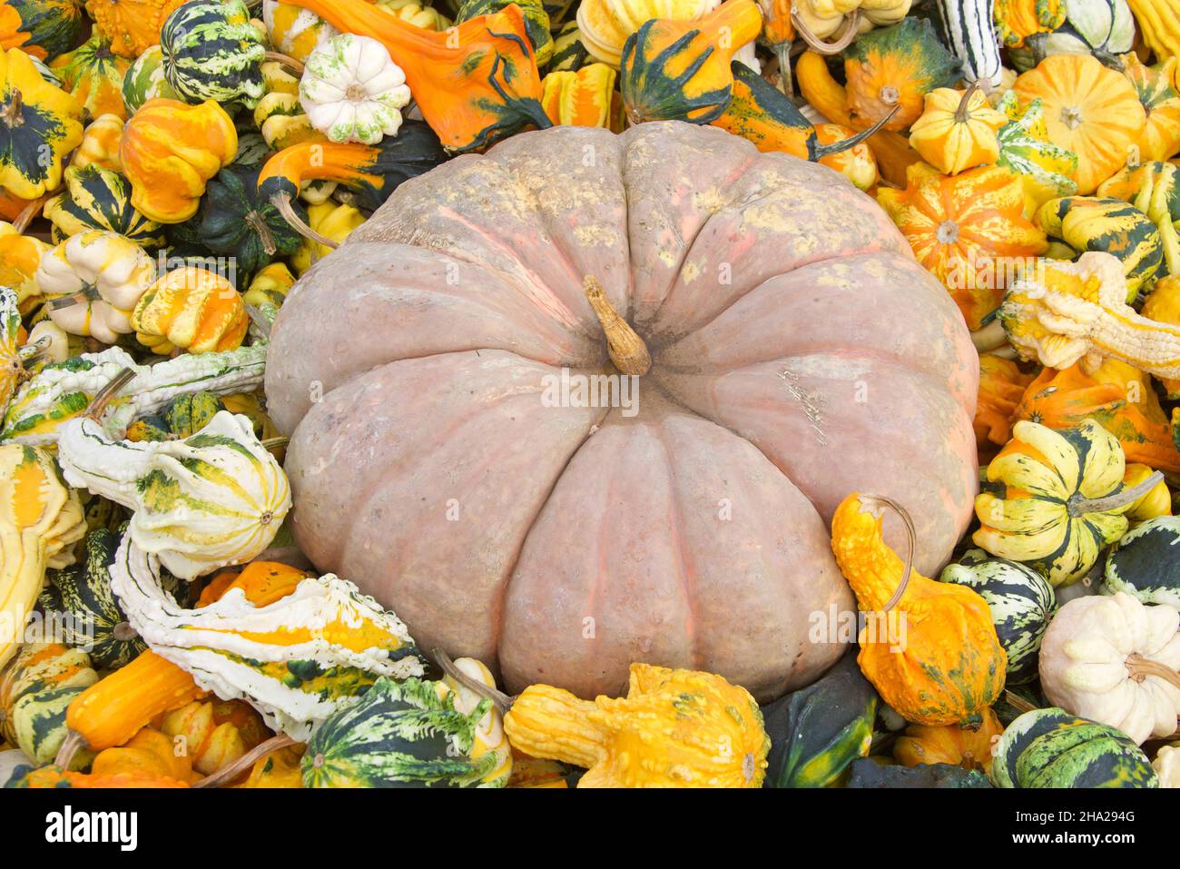 Top view flat lay of many shapes and sizes autumn gourds in various ...