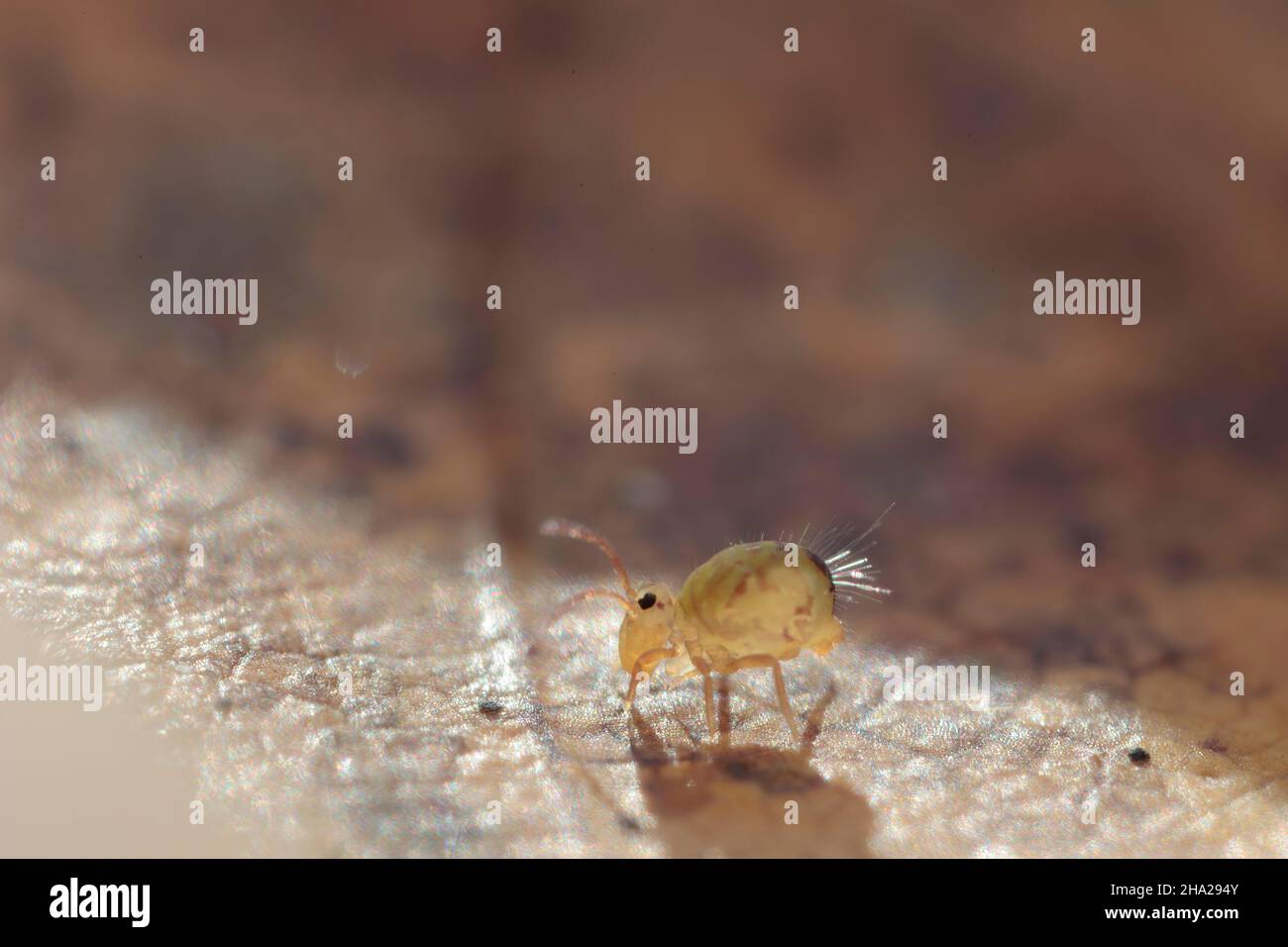 Globular springtail Dicyrtomina ornata or fusca in very close view ...