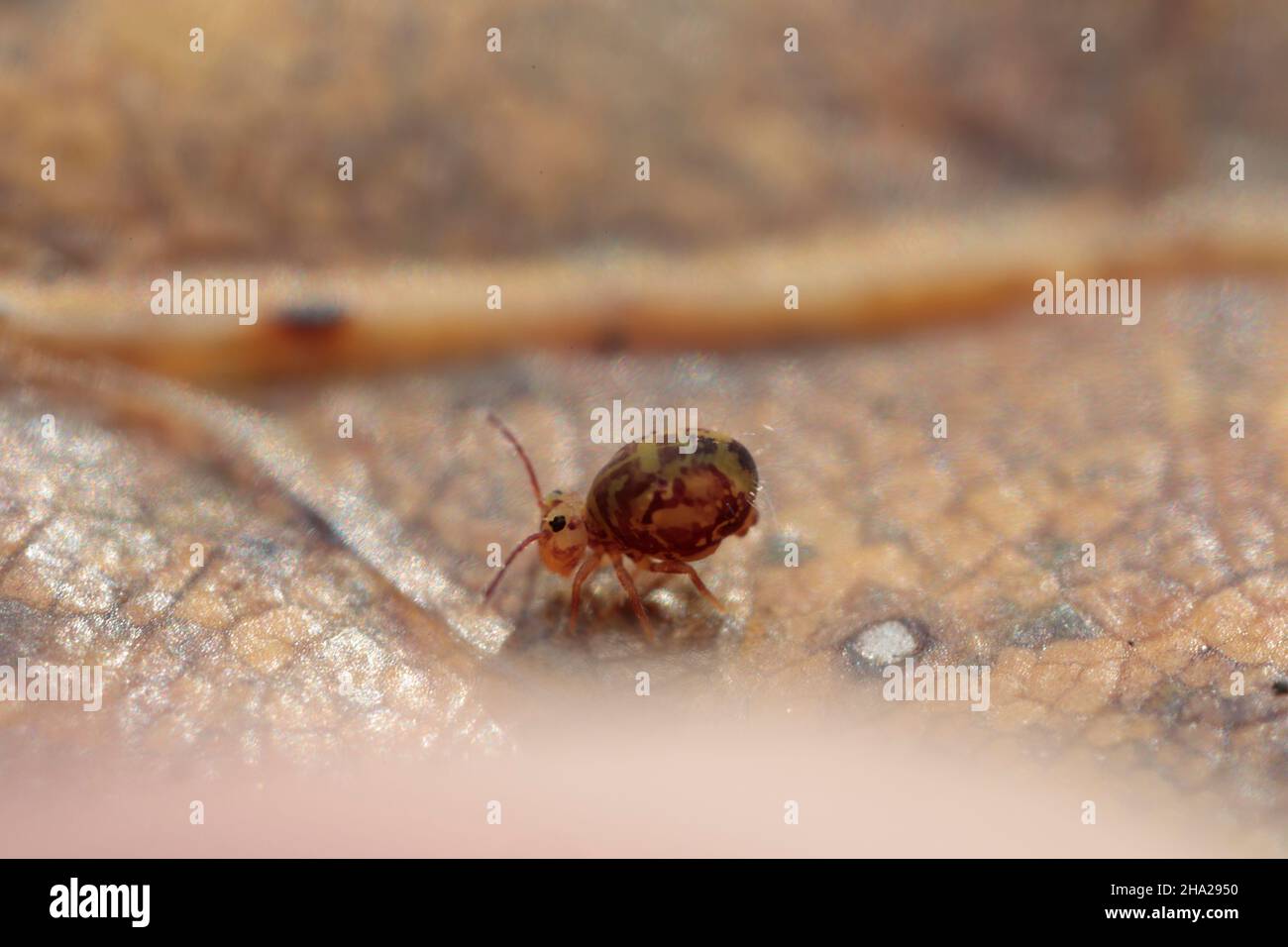 Globular springtail Dicyrtomina ornata or fusca in very close view ...