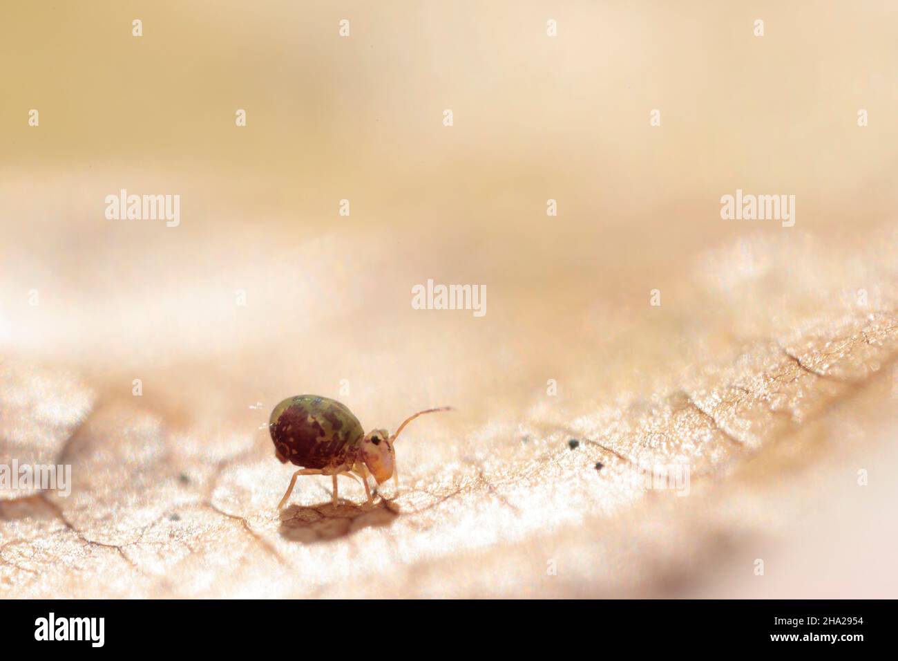 Globular springtail Dicyrtomina ornata or fusca in very close view ... Globular springtail Dicyrtomina ornata or fusca in very close view ...