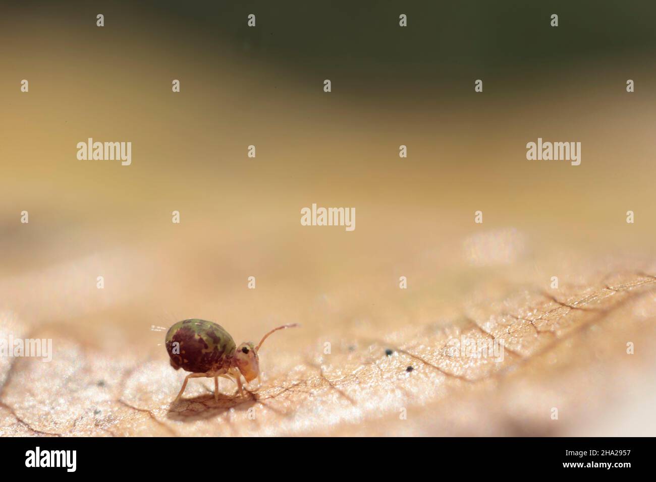 Globular springtail Dicyrtomina ornata or fusca in very close view ...