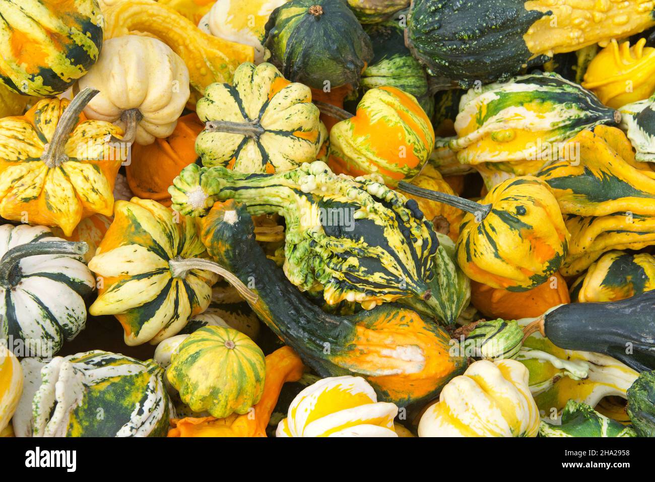 Top view flat lay of many shapes and sizes autumn gourds in various ...