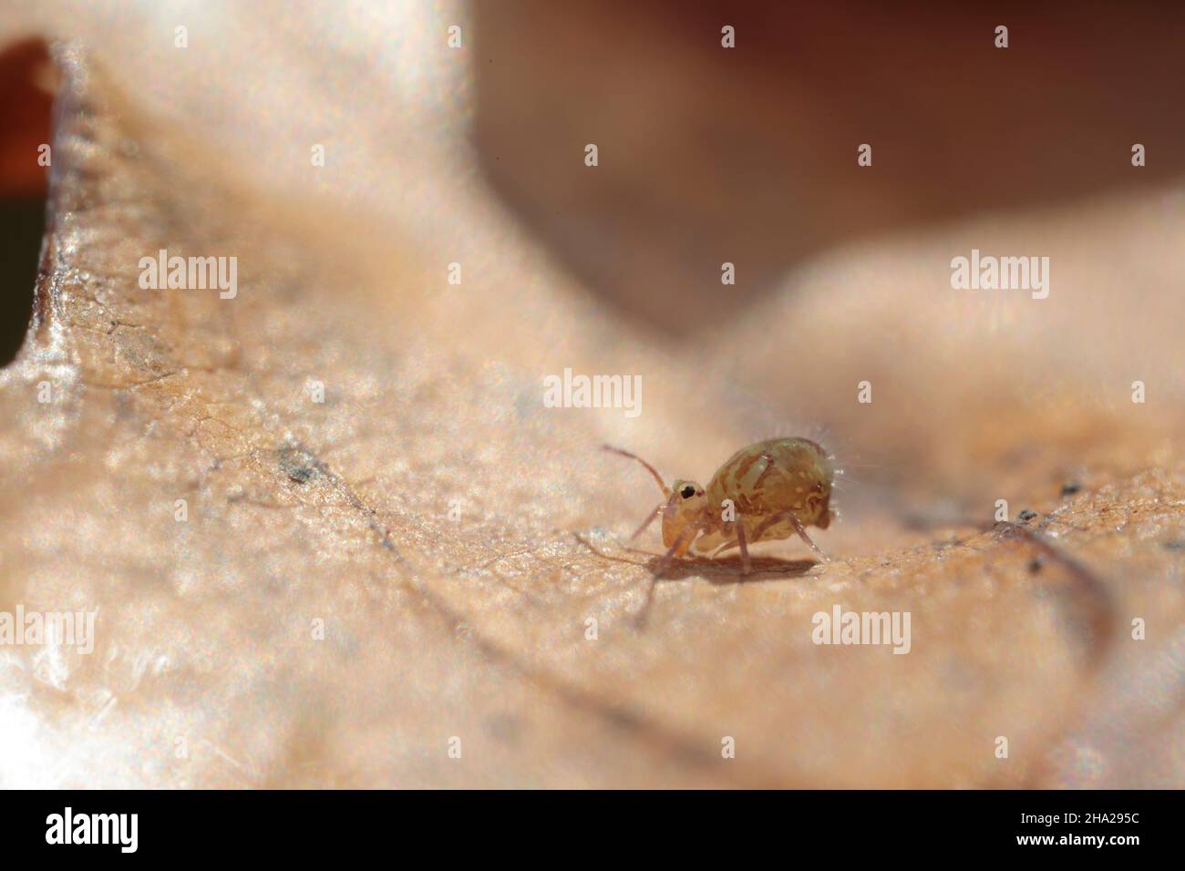Globular springtail Dicyrtomina ornata or fusca in very close view ...