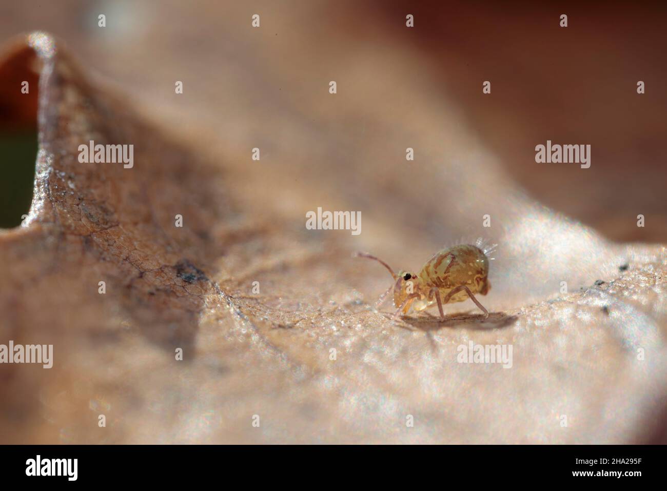 Globular springtail Dicyrtomina ornata or fusca in very close view ...