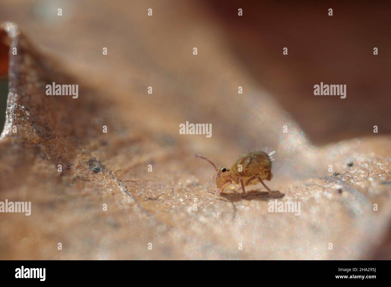 Globular springtail Dicyrtomina ornata or fusca in very close view ...