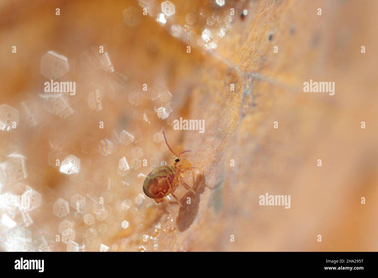 Globular springtail Dicyrtomina ornata or fusca in very close view ...