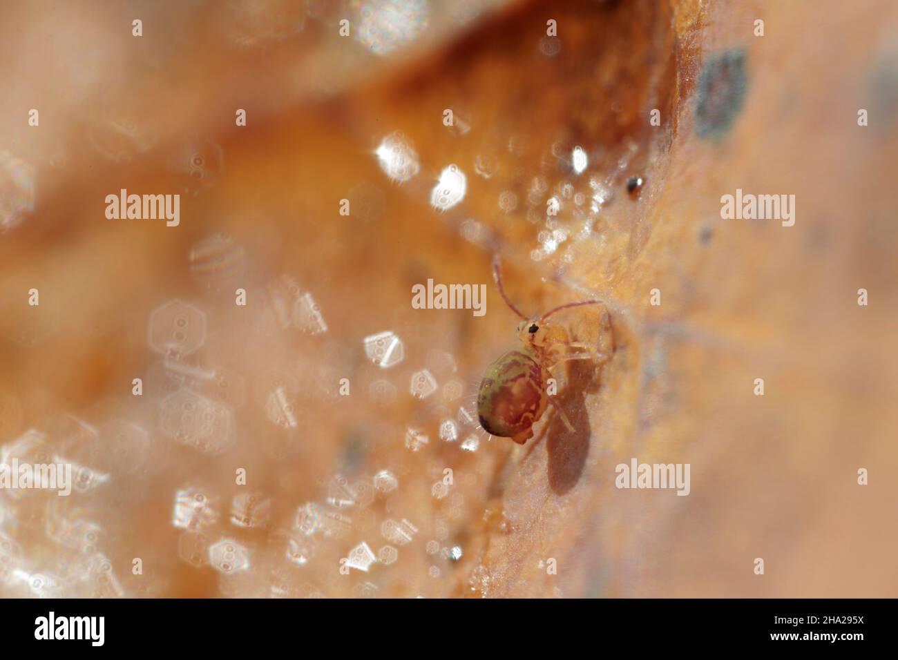 Globular springtail Dicyrtomina ornata or fusca in very close view ...