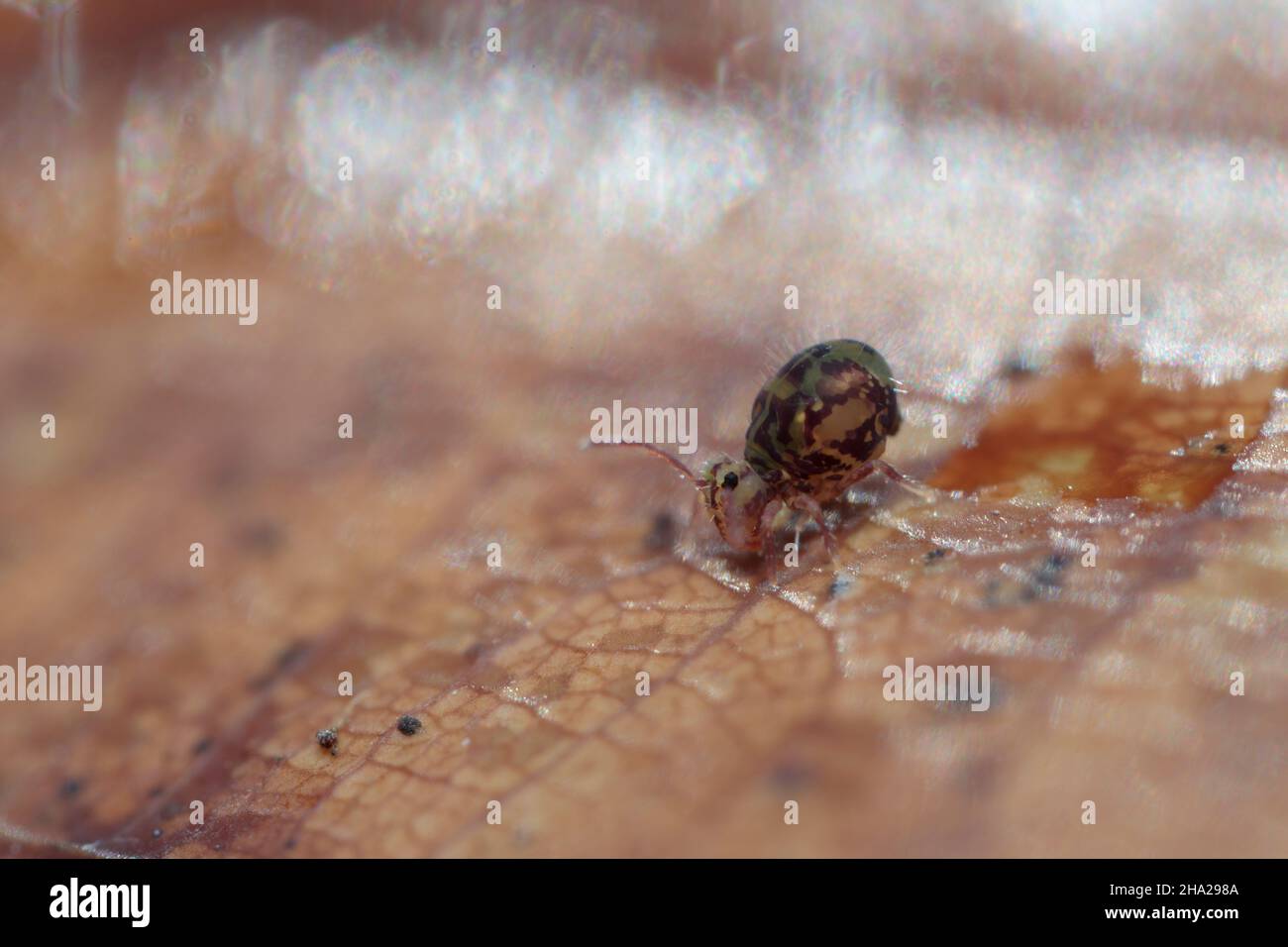 Globular springtail Dicyrtomina ornata or fusca in very close view ...