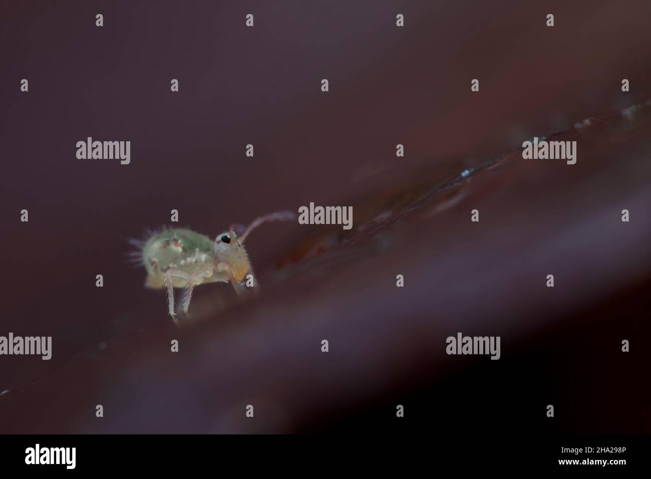 Globular springtail Dicyrtomina ornata or fusca in very close view ...