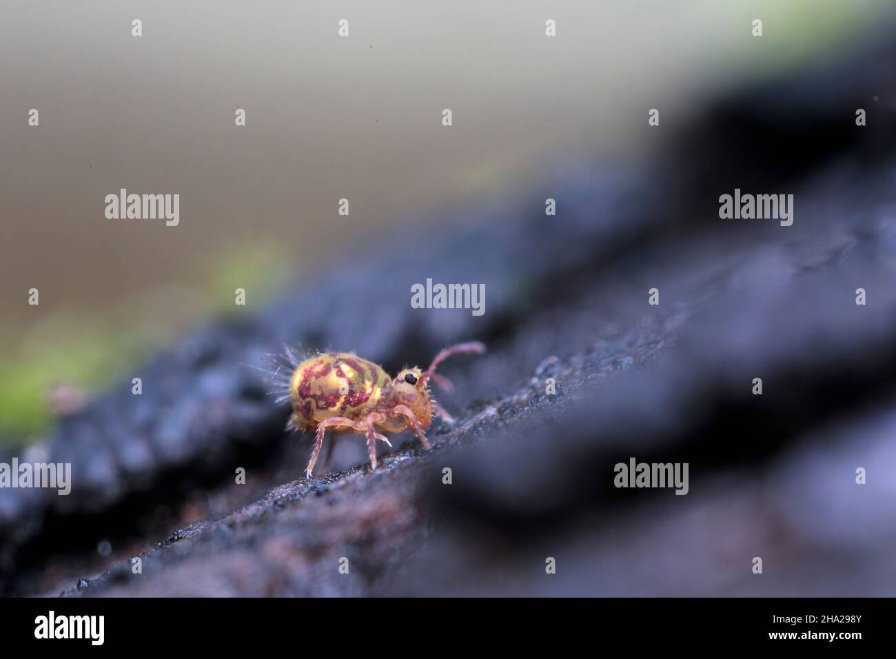 Globular springtail Dicyrtomina ornata or fusca in very close view ...