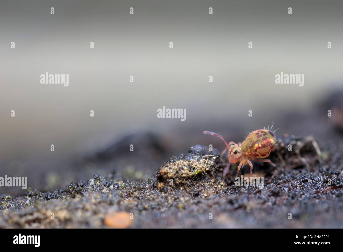 Globular springtail Dicyrtomina ornata or fusca in very close view ...