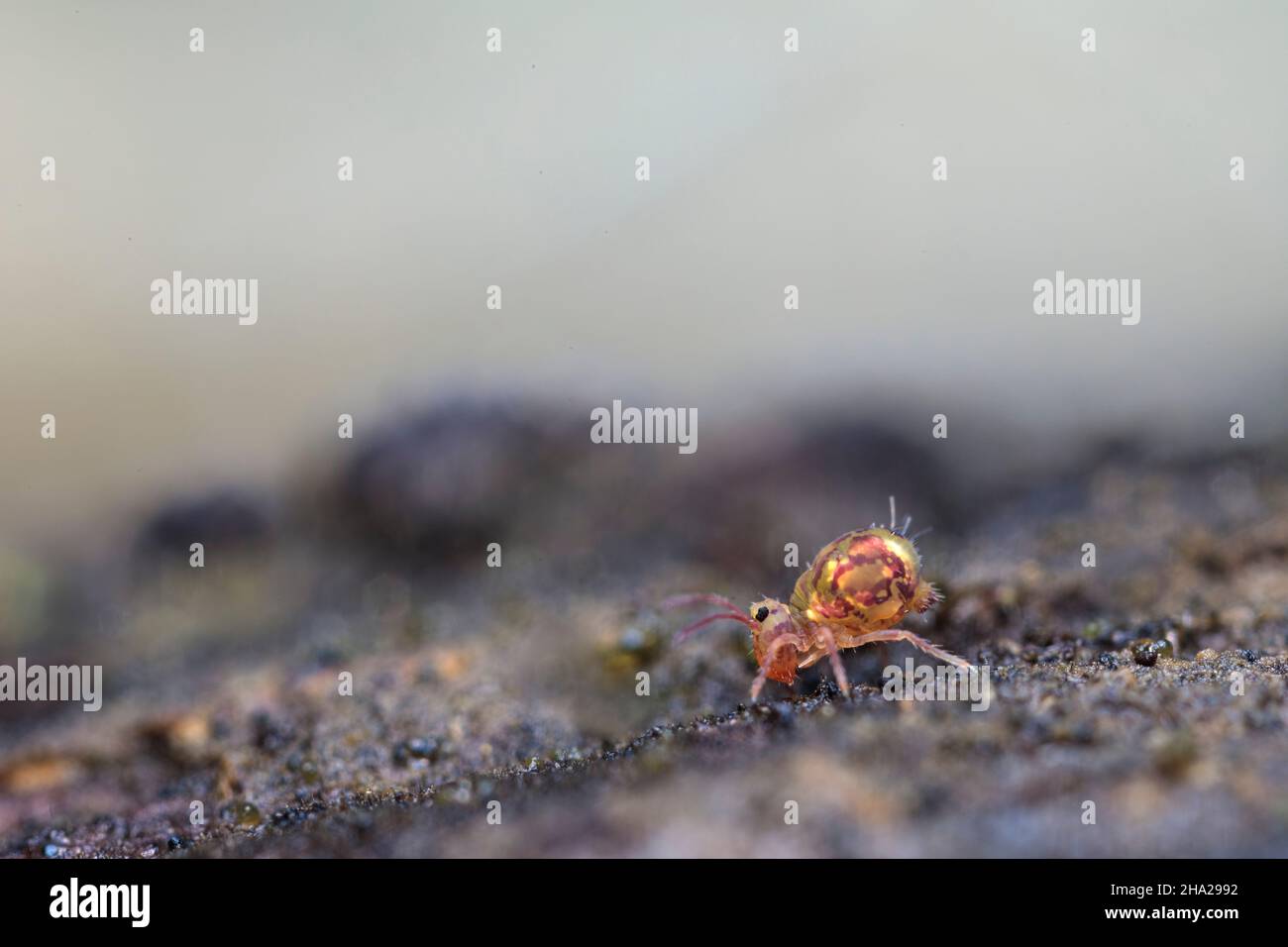 Globular springtail Dicyrtomina ornata or fusca in very close view ...