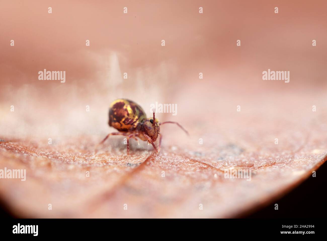 Globular springtail Dicyrtomina ornata or fusca in very close view ...
