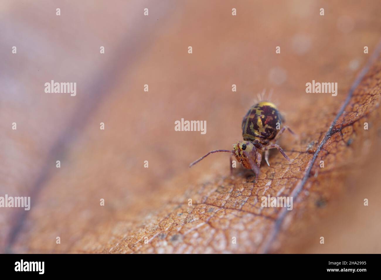 Globular springtail Dicyrtomina ornata or fusca in very close view ...