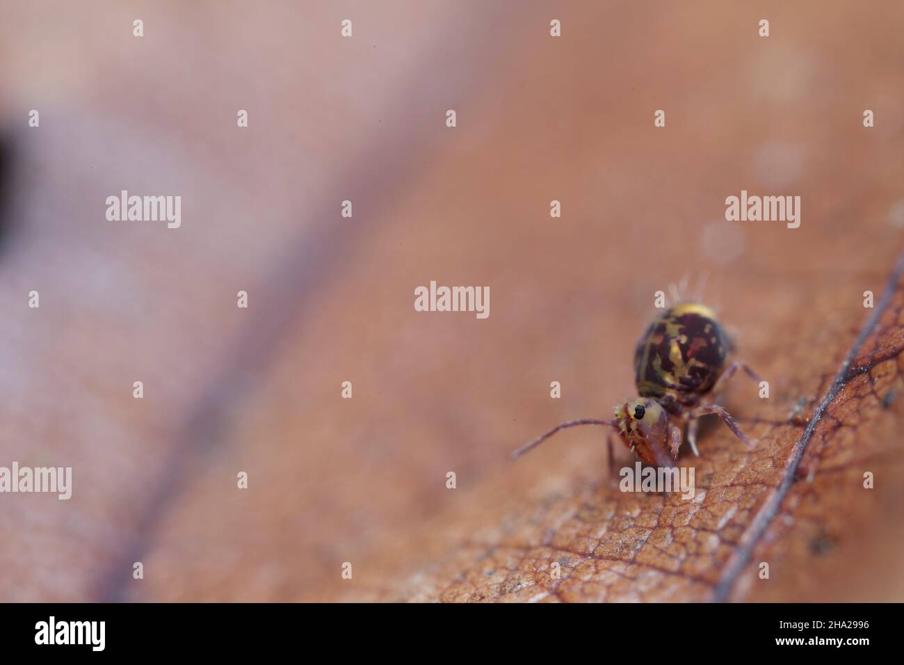 Globular springtail Dicyrtomina ornata or fusca in very close view ...
