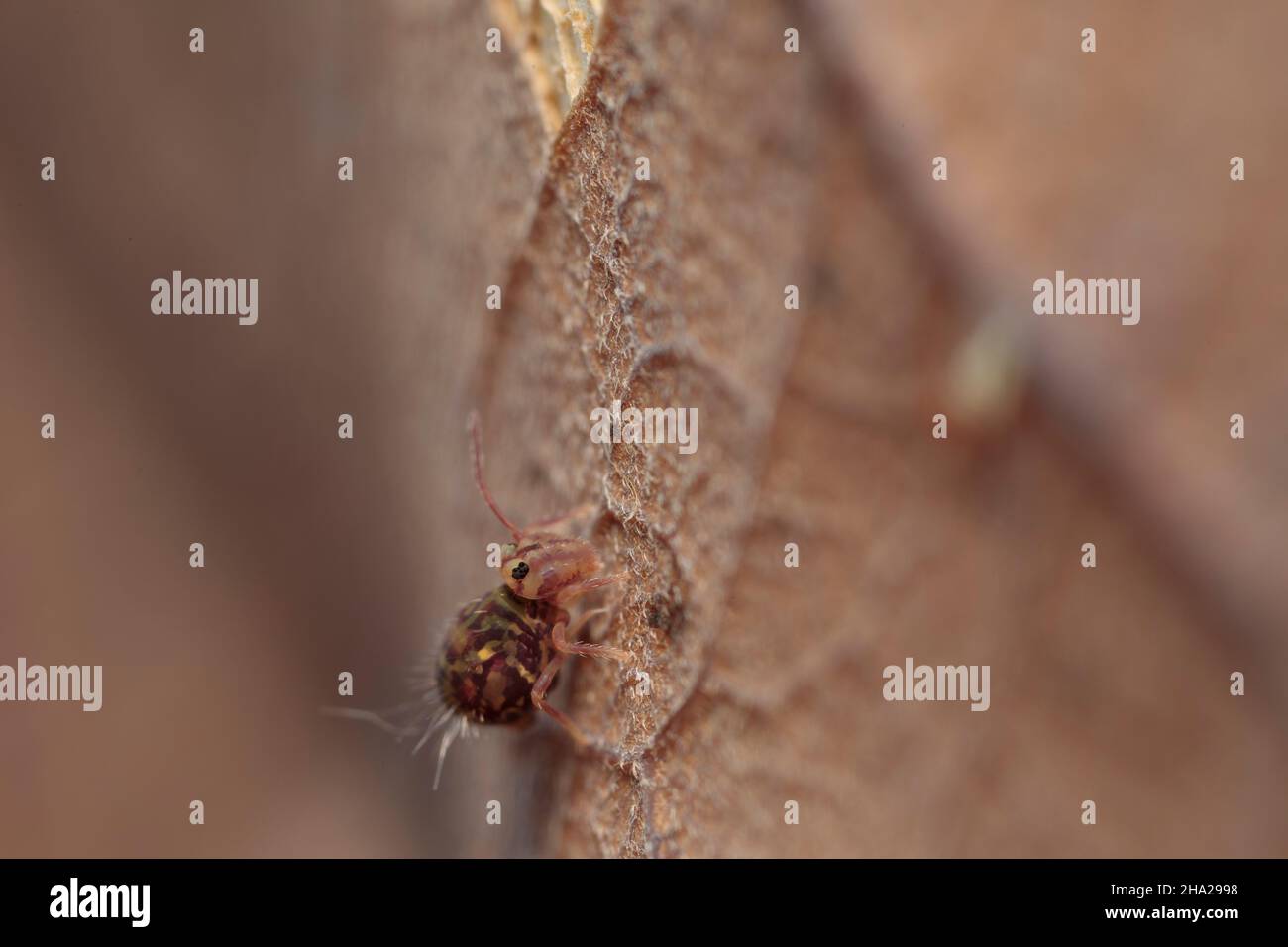 Globular springtail Dicyrtomina ornata or fusca in very close view ...